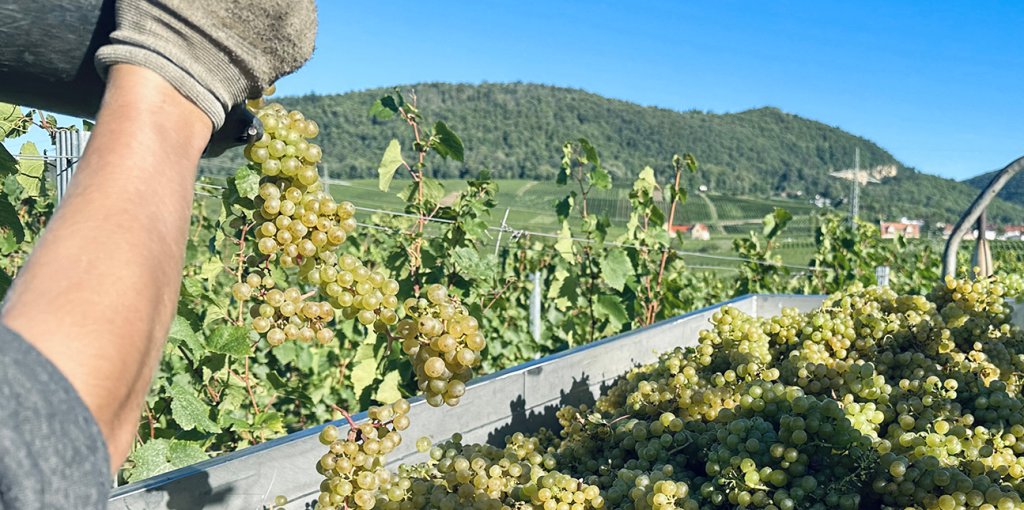 Riesling: Entdecke alles Wissenswerte über die edle Rebsorte
